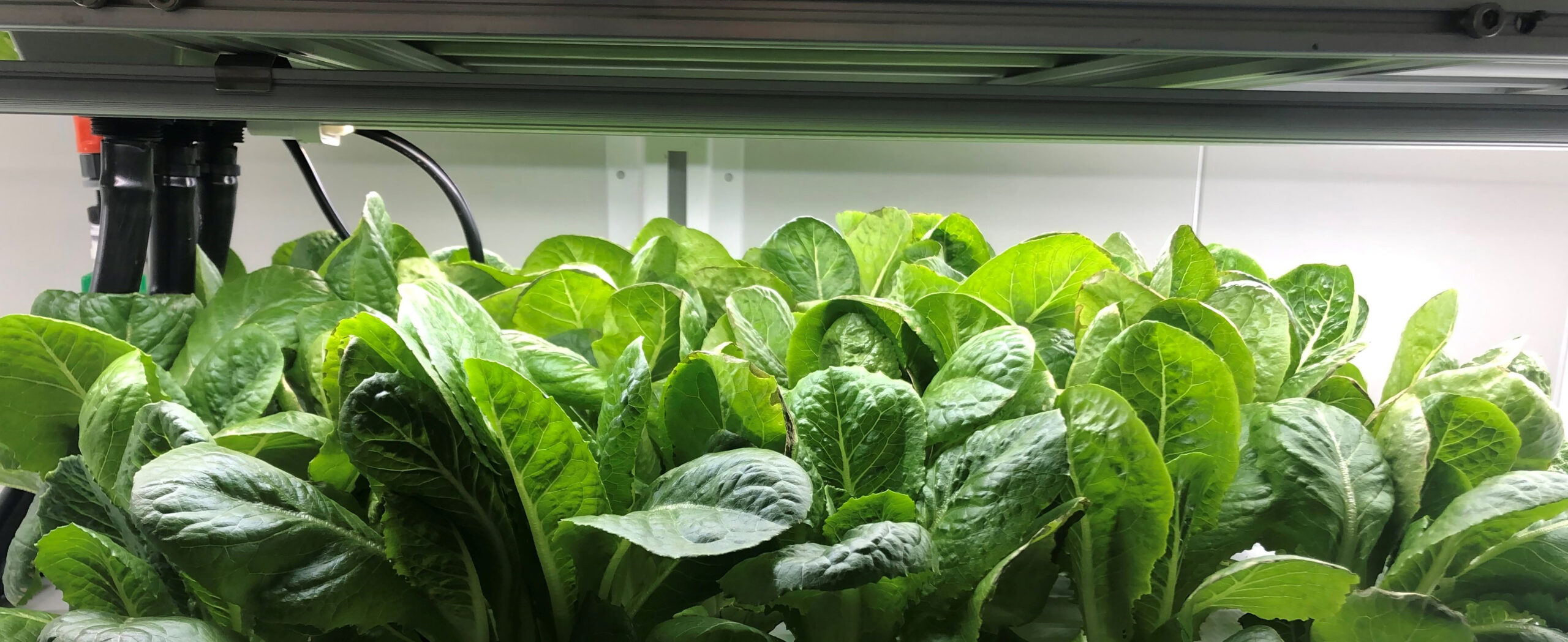 Exploring High Density Farming - Compass Group Australia